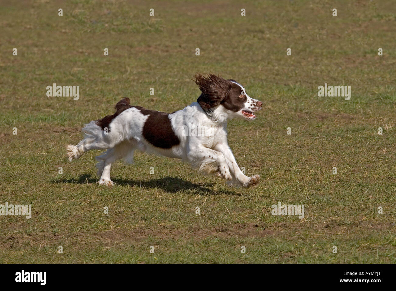 English Springer Spaniel Running Stock Photo - Alamy