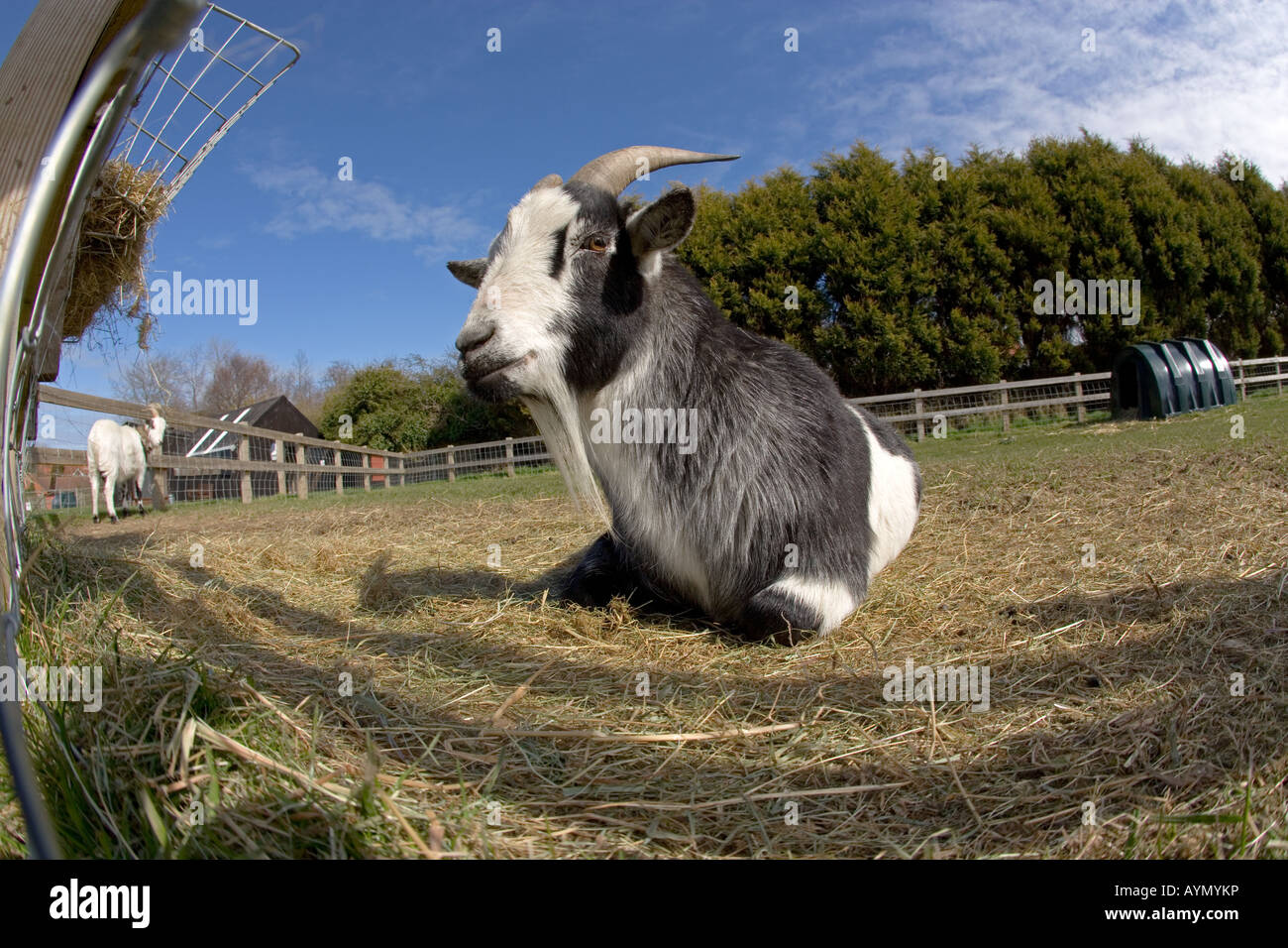 Agile looking species hi-res stock photography and images - Alamy