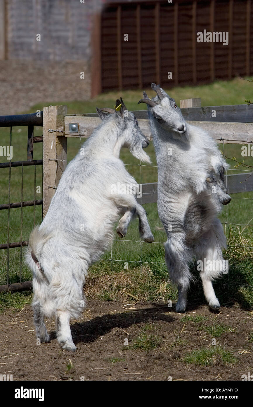Milking goats sheep hi-res stock photography and images - Alamy