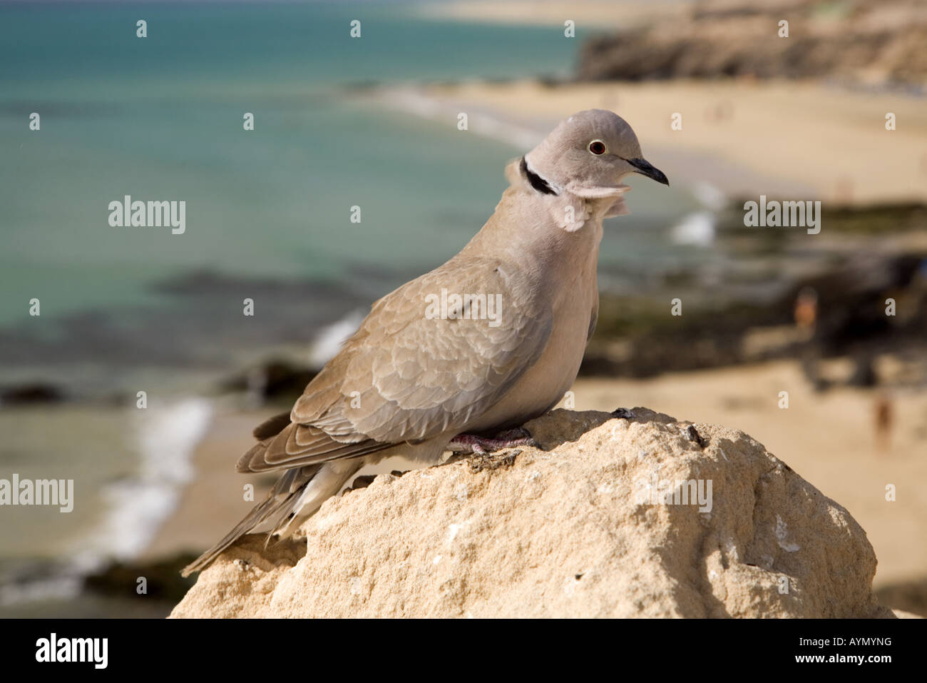 Collared Dove sitting on a rock near the sea Stock Photo - Alamy