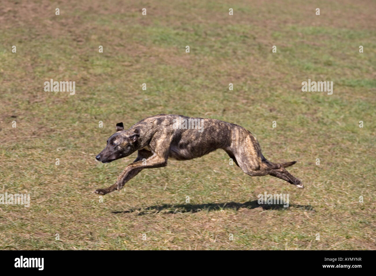 Lurcher racing hi-res stock photography and images - Alamy
