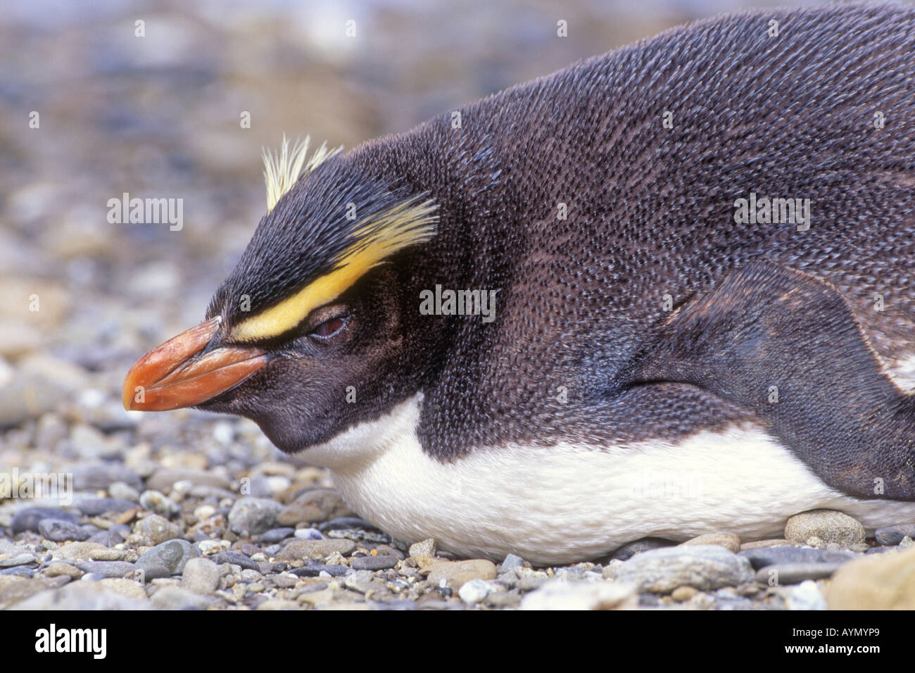 Crested Penguin, Fjordland Crested Penguin (Eudyptes pachyrhynchus ...