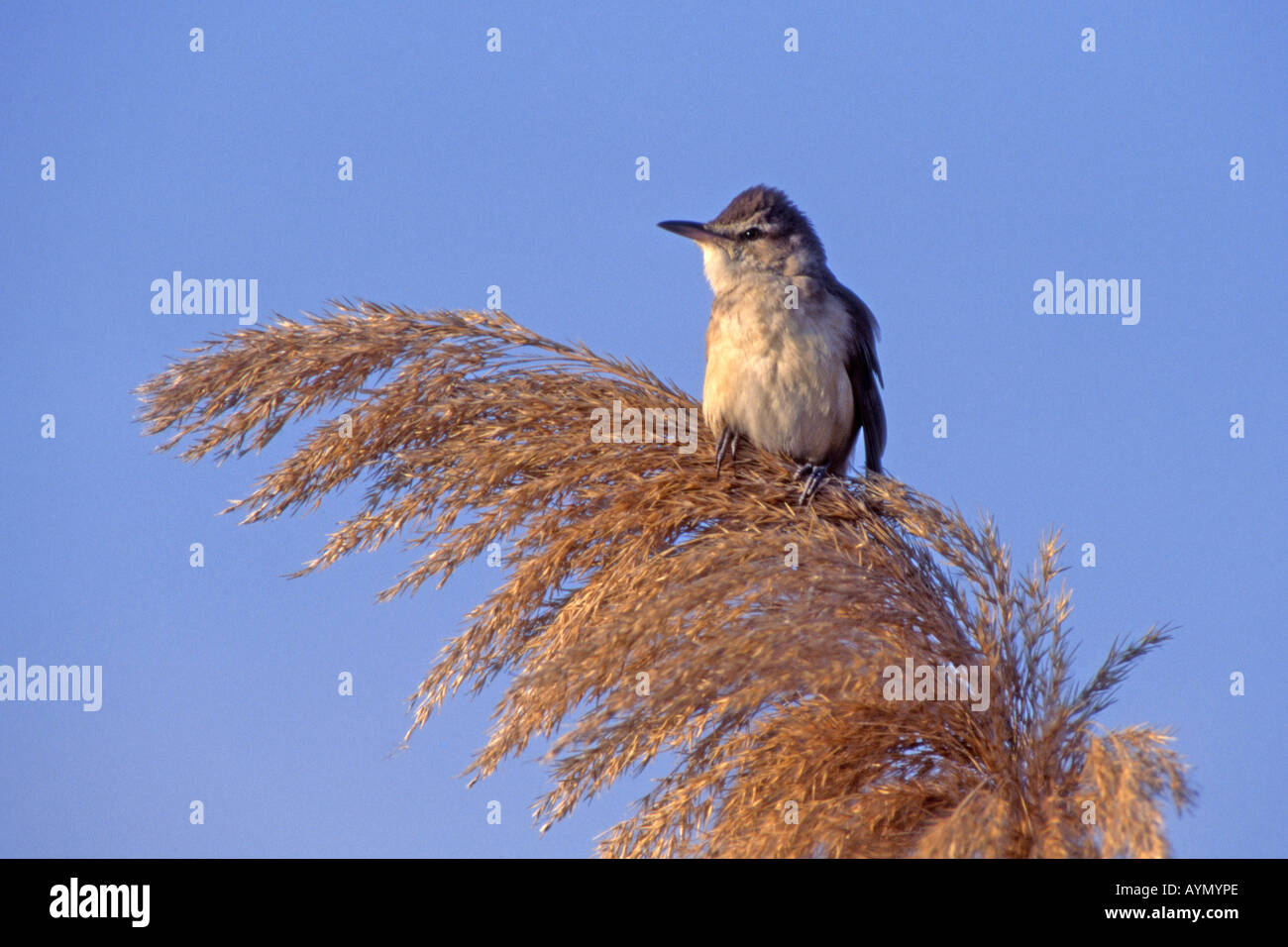 Great Reed Warbler (Acrocephalus arundinaceus) perched on reed Stock ...