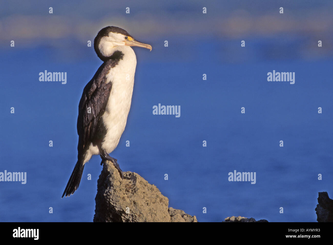 Shag bird australia hi-res stock photography and images - Alamy