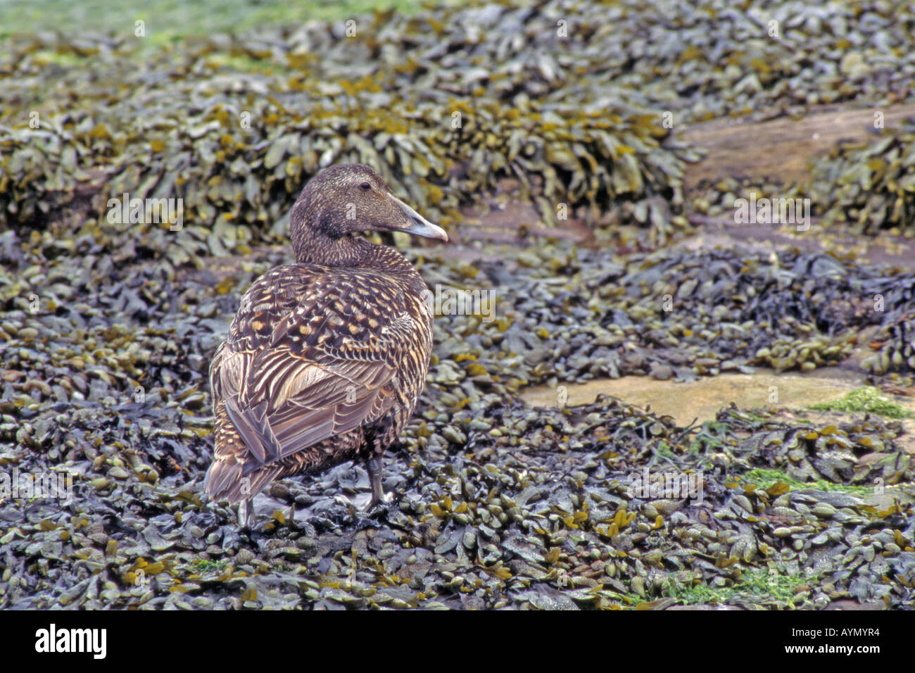 Common Eider (Somateria mollissima), duck (female) standing on bladder ...