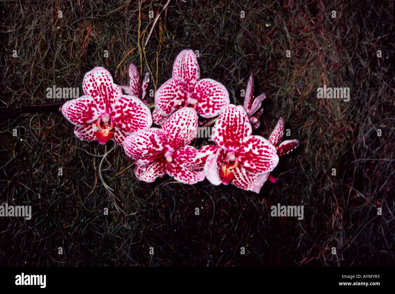 Bright pink orchids in the Jardim Orquidea , Funchal , Madeira Stock ...