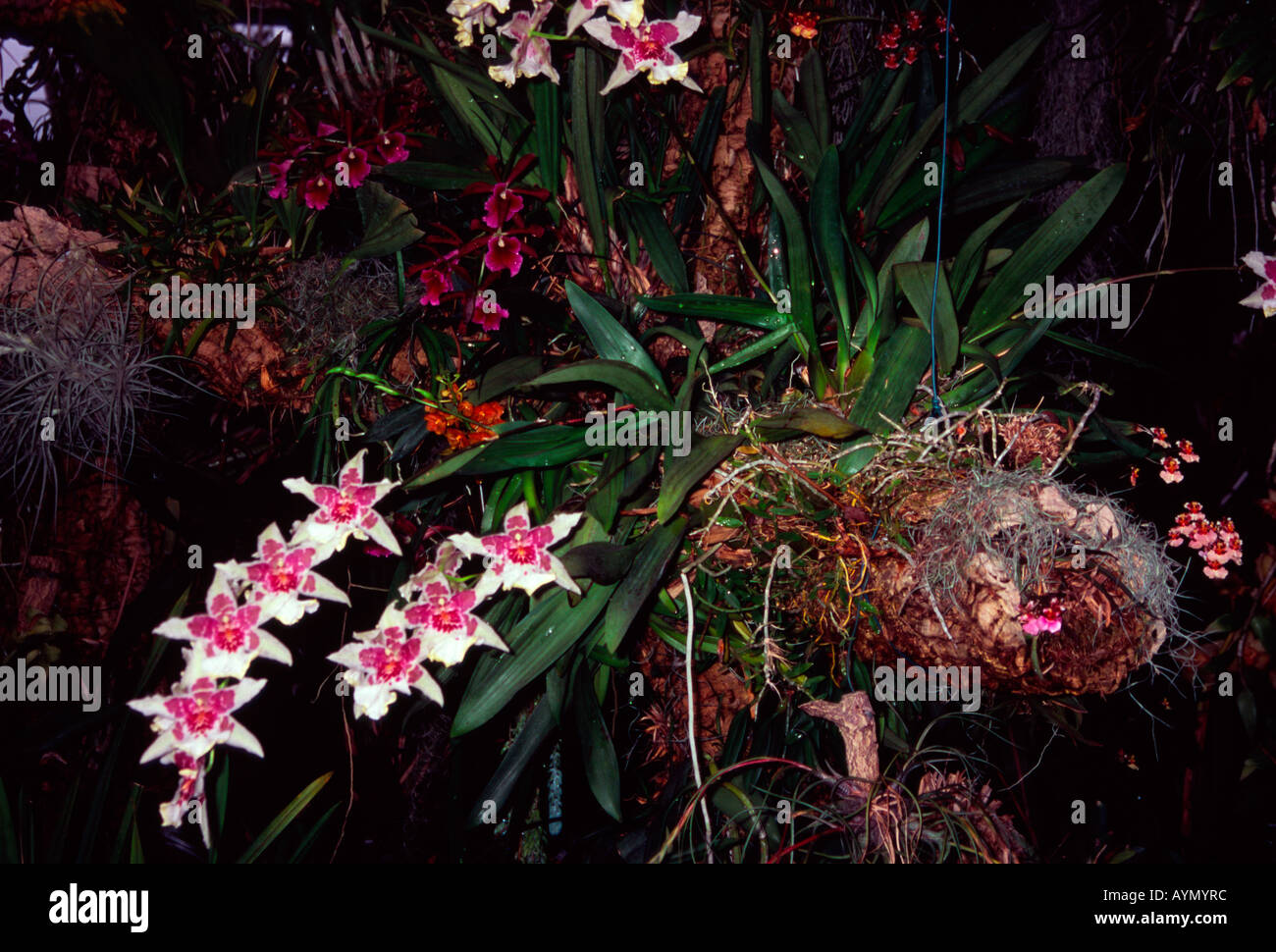 Madeira funchal flowering tree in hi-res stock photography and images ...