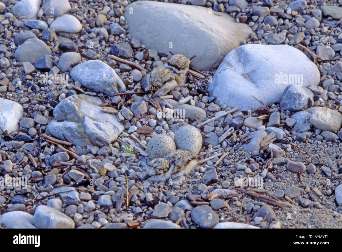 Little Ringed Plover (Charadrius dubius). Nest with eggs and chicks ...