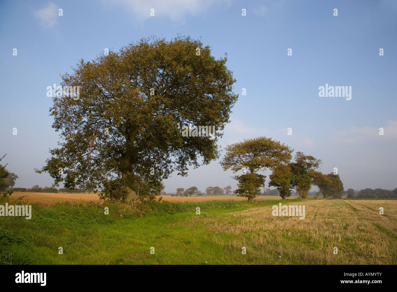 Oak Trees in Farmland Southrepps Norfolk 1 of 12 October Stock Photo ...