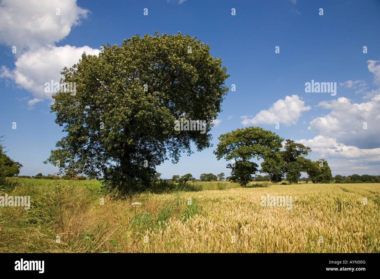 Oak Trees in Farmland Southrepps Norfolk 1 of 12 July Stock Photo - Alamy