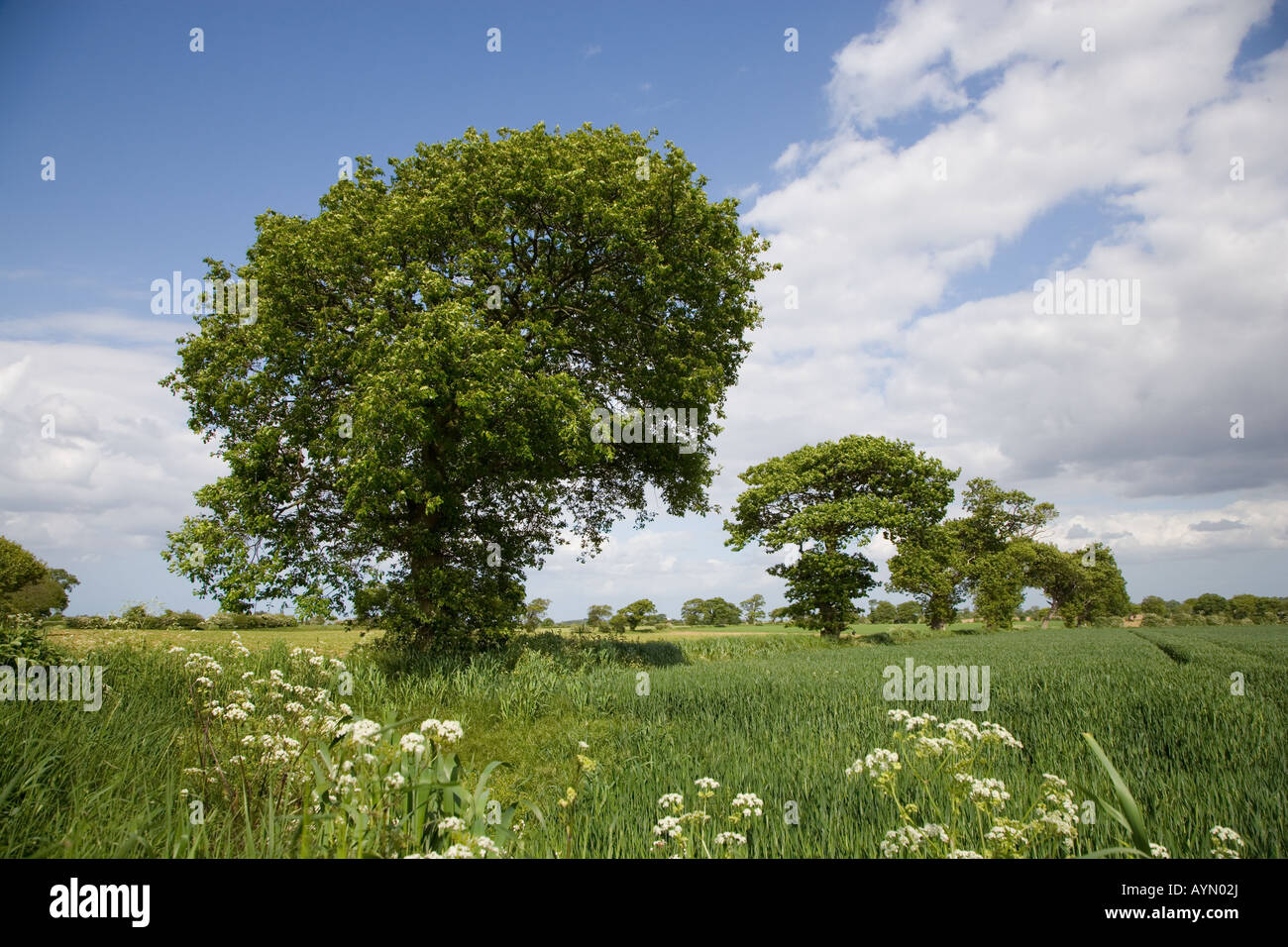 Oak Trees in Farmland Southrepps Norfolk 1 of 12 May Stock Photo - Alamy