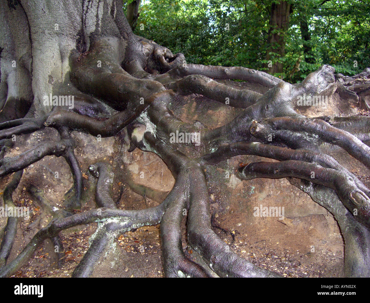 Exposed tree roots, Epping Forest Stock Photo - Alamy