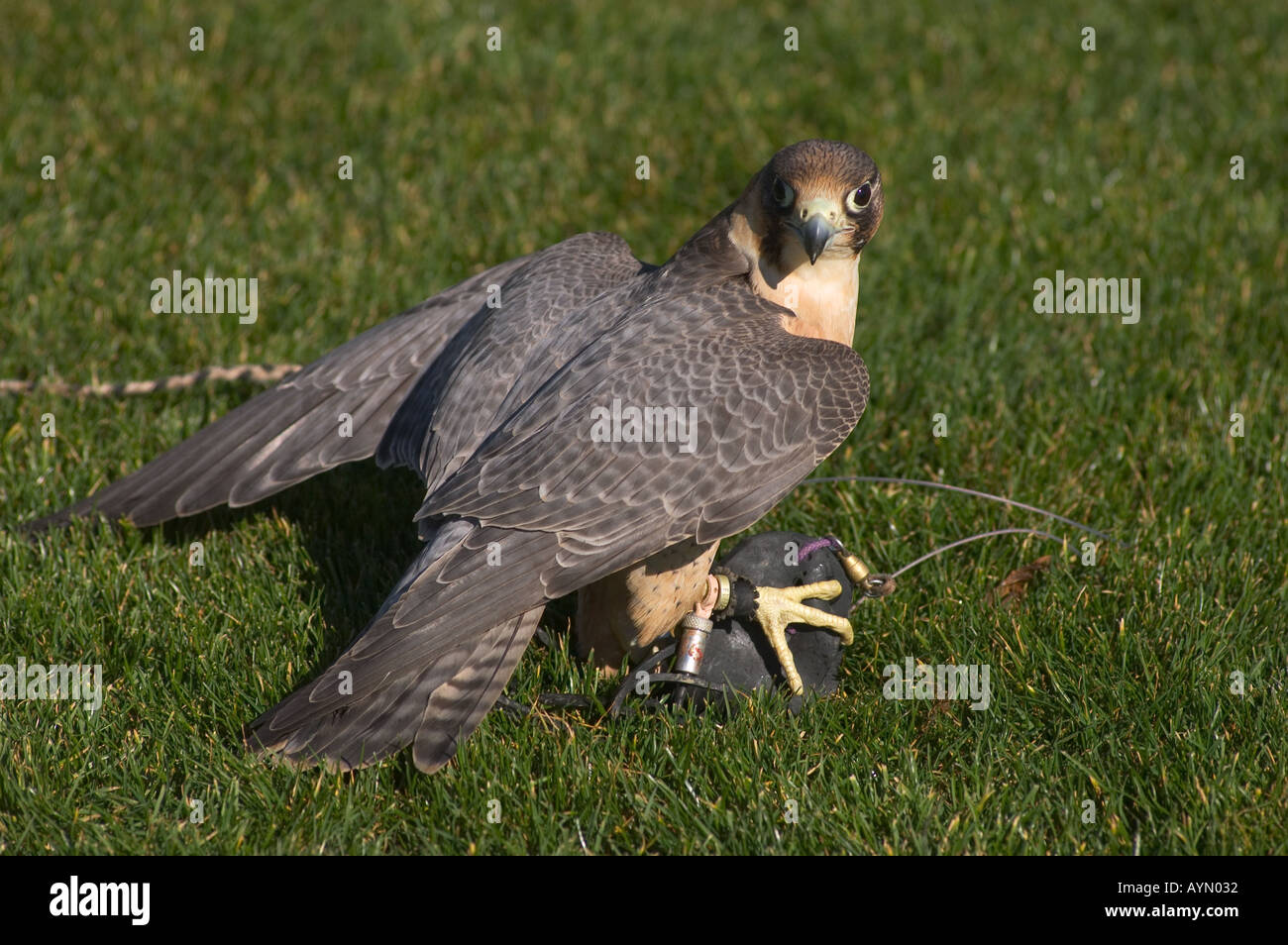 A Barbary Falcon Falco pelegrinoides returns to its handeler Stock ...