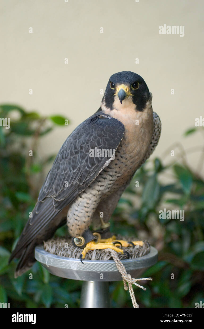 A Peale s Peregrine Falcon Falco peregrinus peale is used in Pidgeon ...