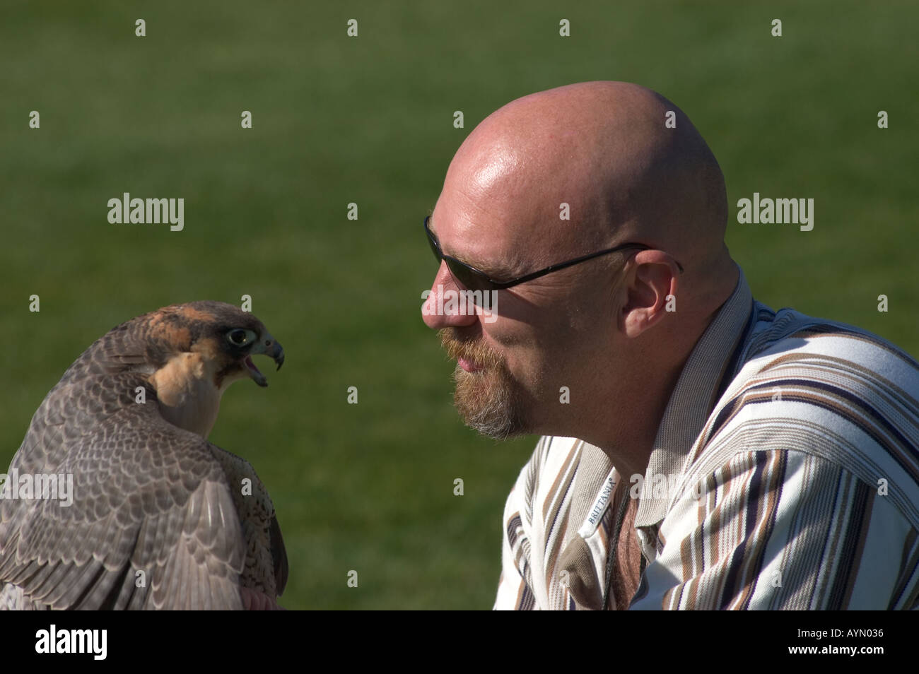 A Barbary Falcon Falco pelegrinoides and its handler have a talk about ...