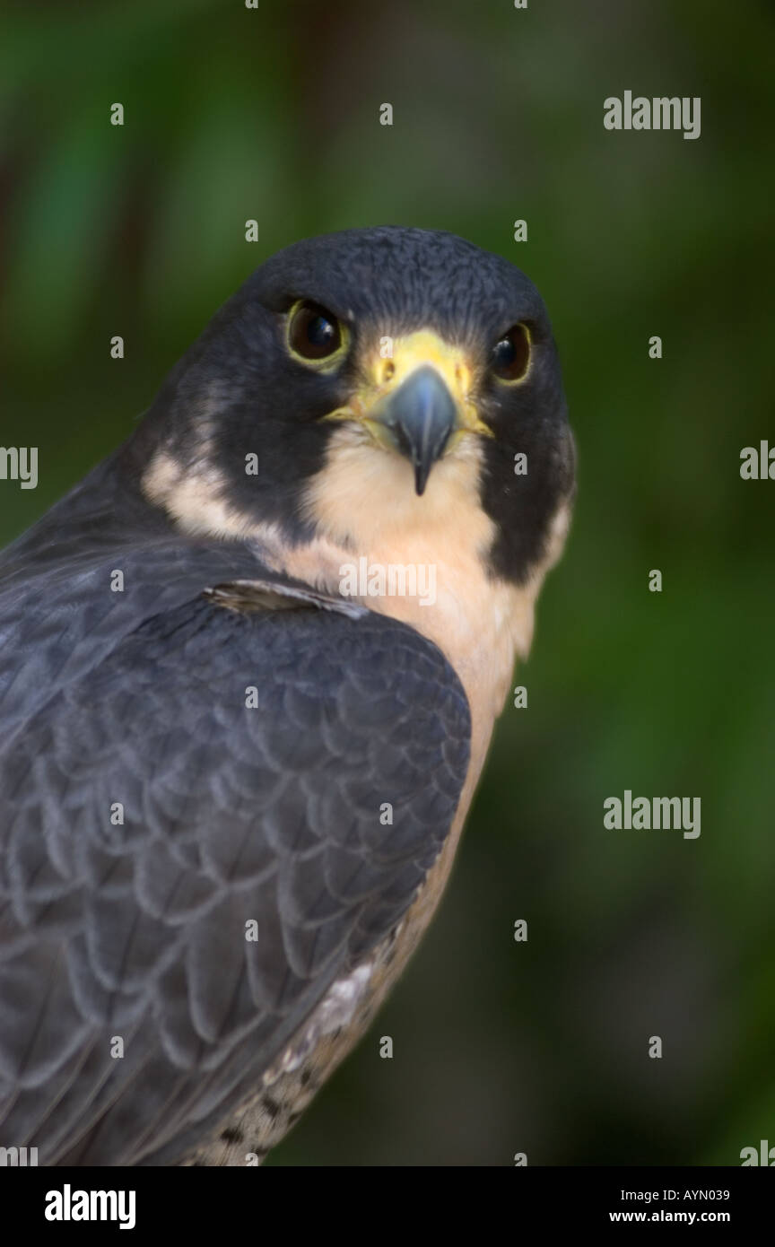 A Peale s Peregrine Falcon Falco peregrinus peale at rest Stock Photo ...