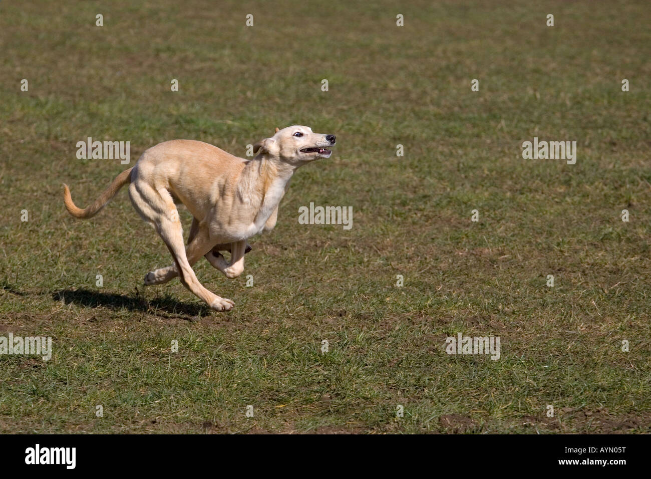 Saluki Puppy Running Stock Photo - Alamy