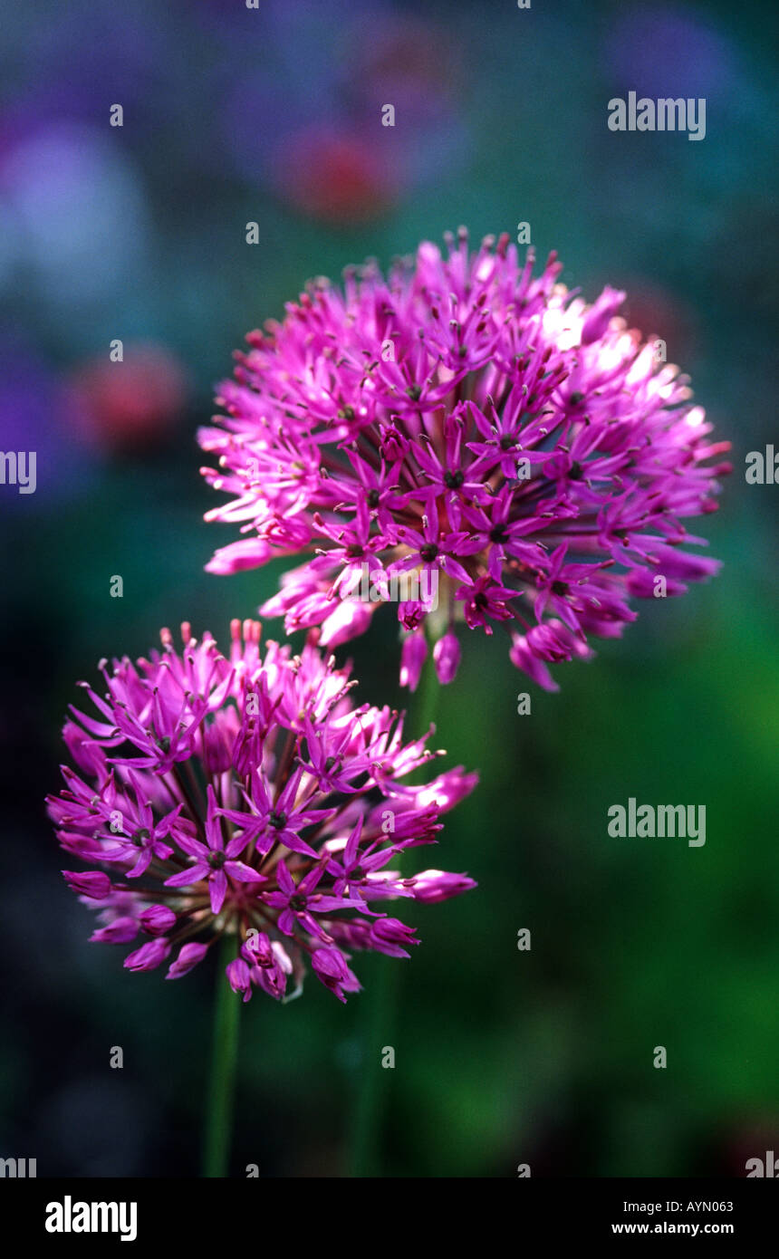 Allium flowers in the garden with blue and red flowers behind selective ...