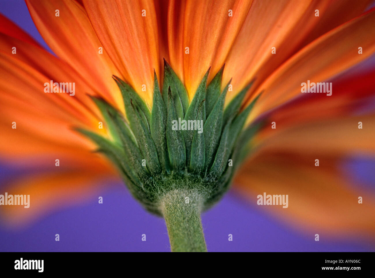Back view of an orange gerbera on blue background revealing stem and ...