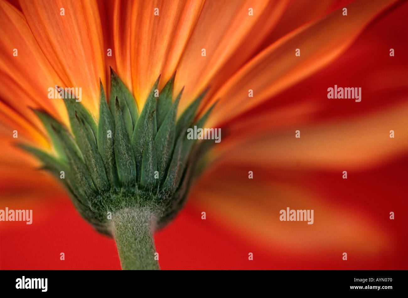 Back view of an orange gerbera on red background revealing stem and ...