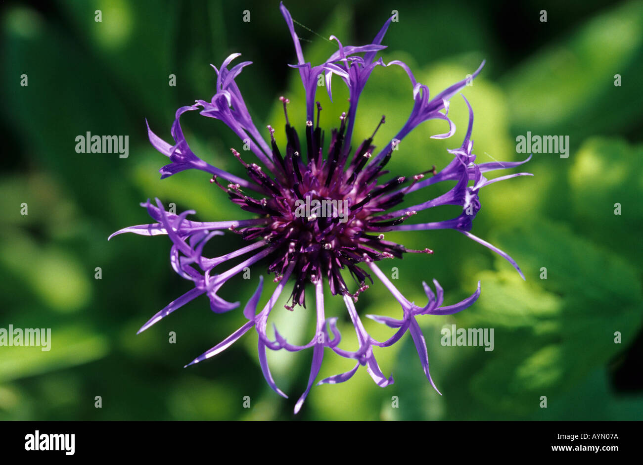 Cornflower blue flower shape hi-res stock photography and images - Alamy