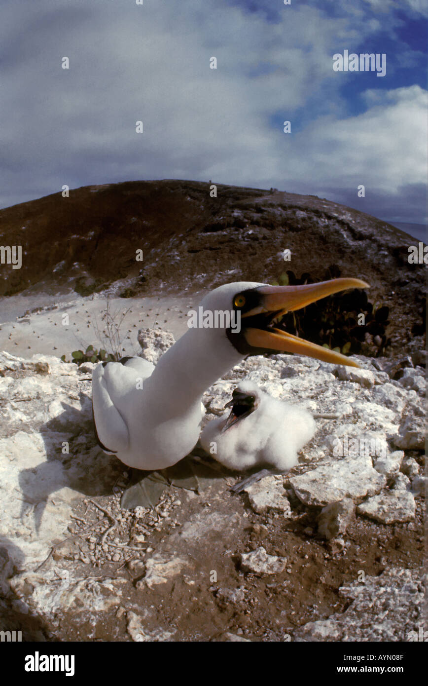 Daphne islands hi-res stock photography and images - Alamy