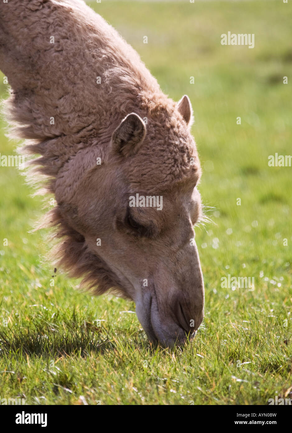 Bactrian camel grazing,England,UK Stock Photo - Alamy