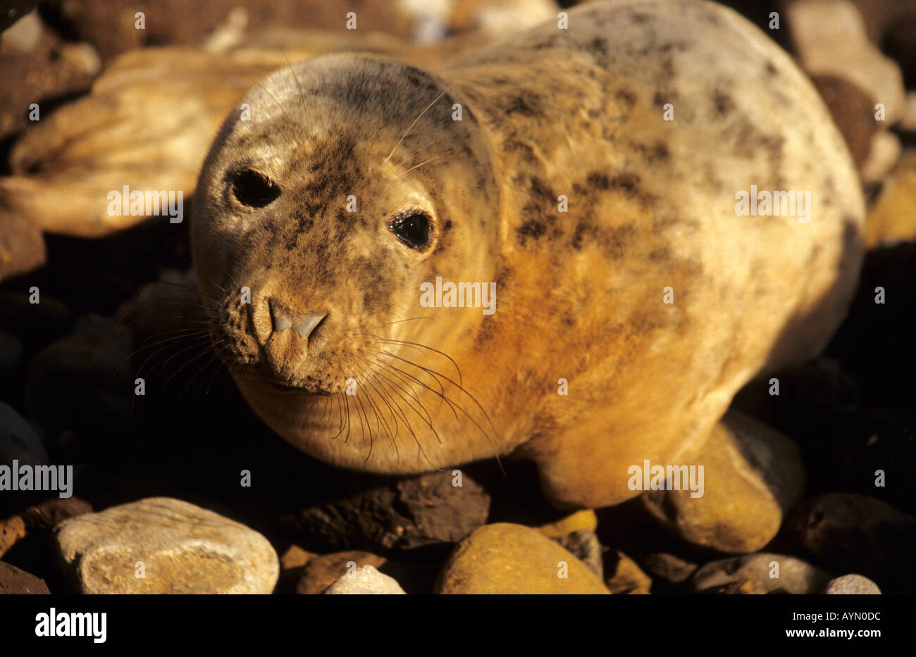 baby common seal Filey north yorkshire england Great Britain UK Stock ...