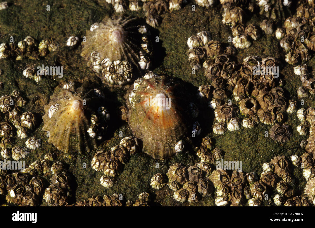 Barnacles in rockpool hi-res stock photography and images - Alamy
