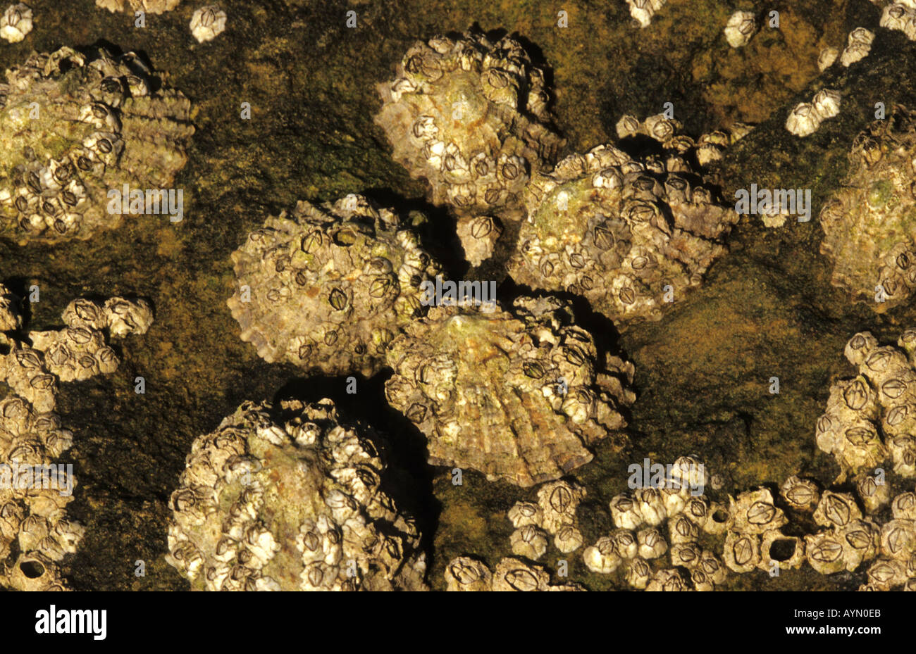 Limpet shells on rock by seashore Filey North Yorkshire England Great ...