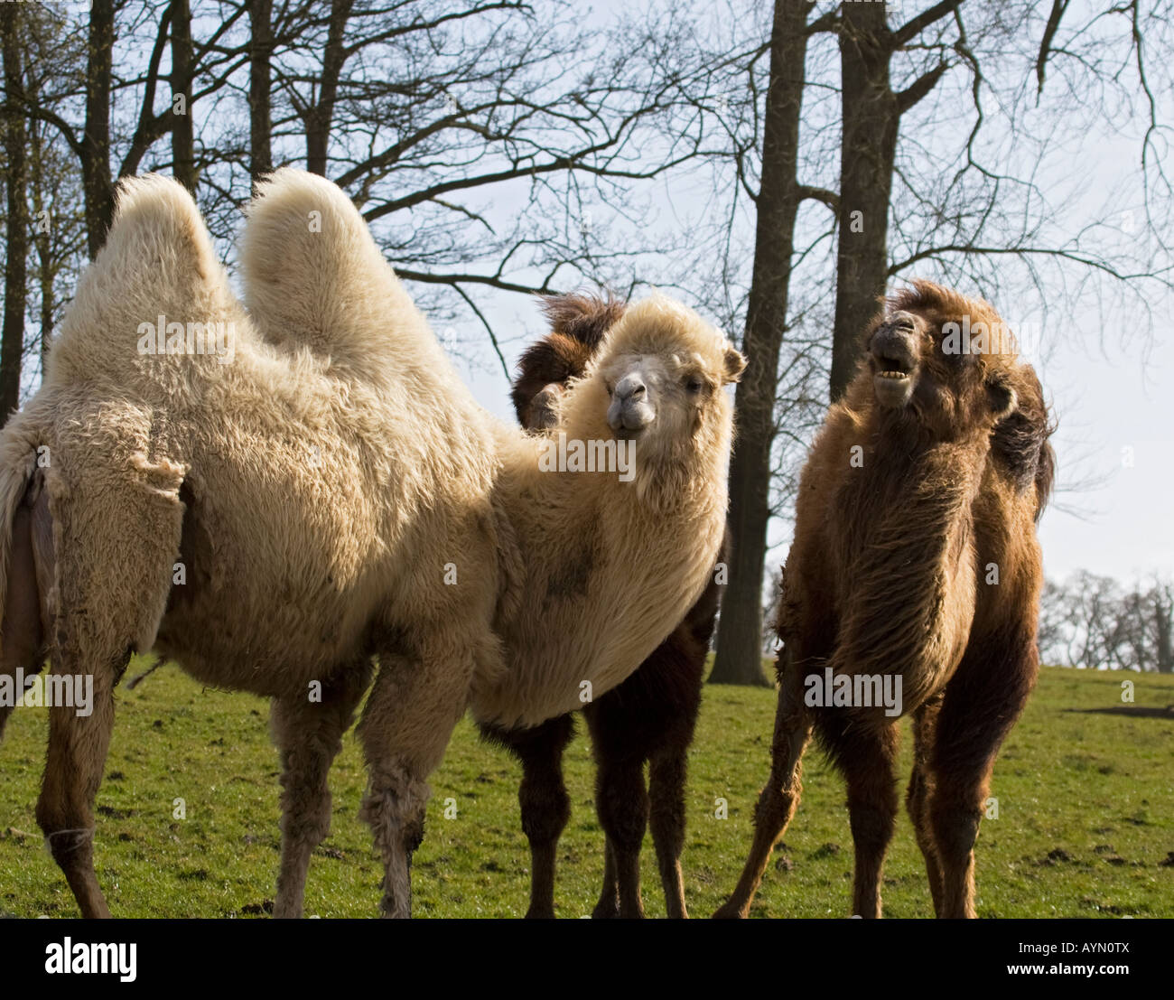 Camel leg legs hi-res stock photography and images - Alamy
