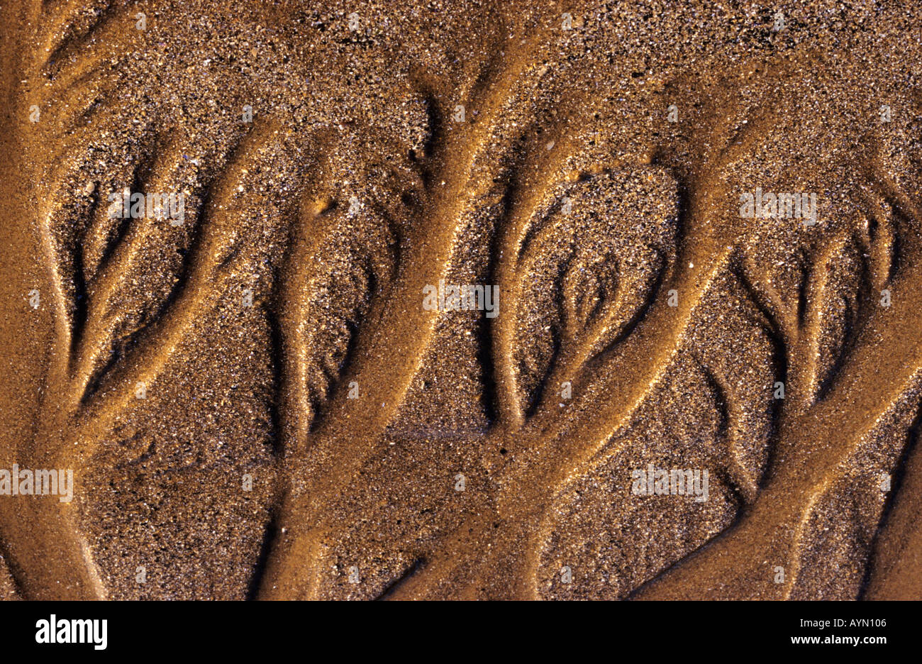 tree like patterns in the sand formed by rivulets of water Filey north ...