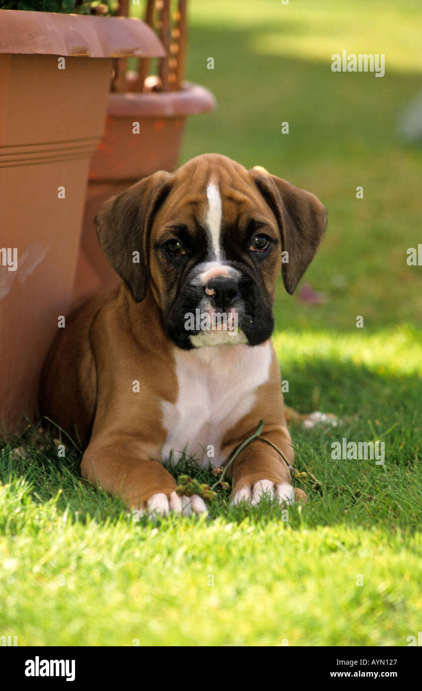 Cute boxer puppy lying on lawn by plant pot looking adorable Stock ...