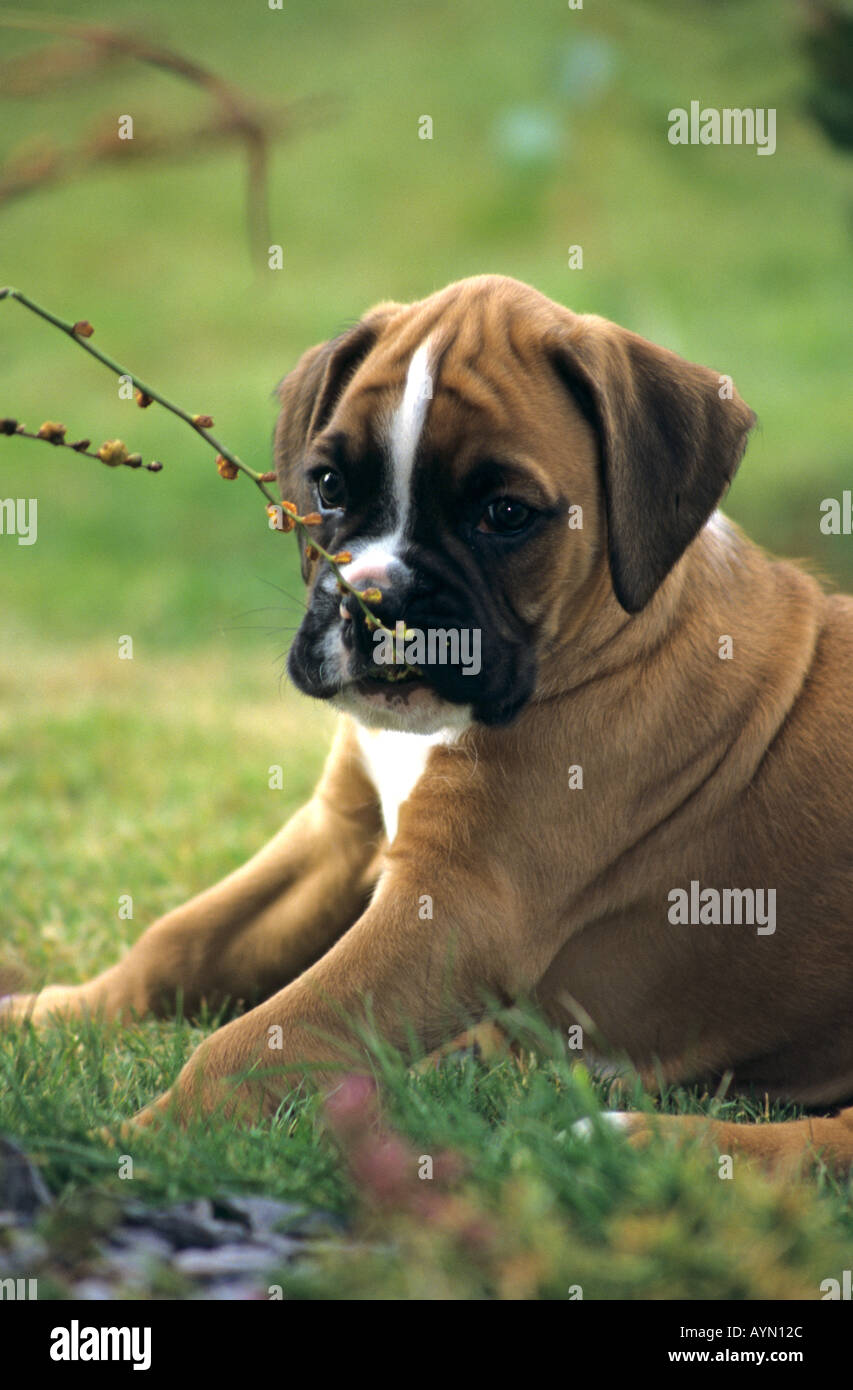 Cute boxer puppy on lawn sniffing twig of bush Stock Photo - Alamy