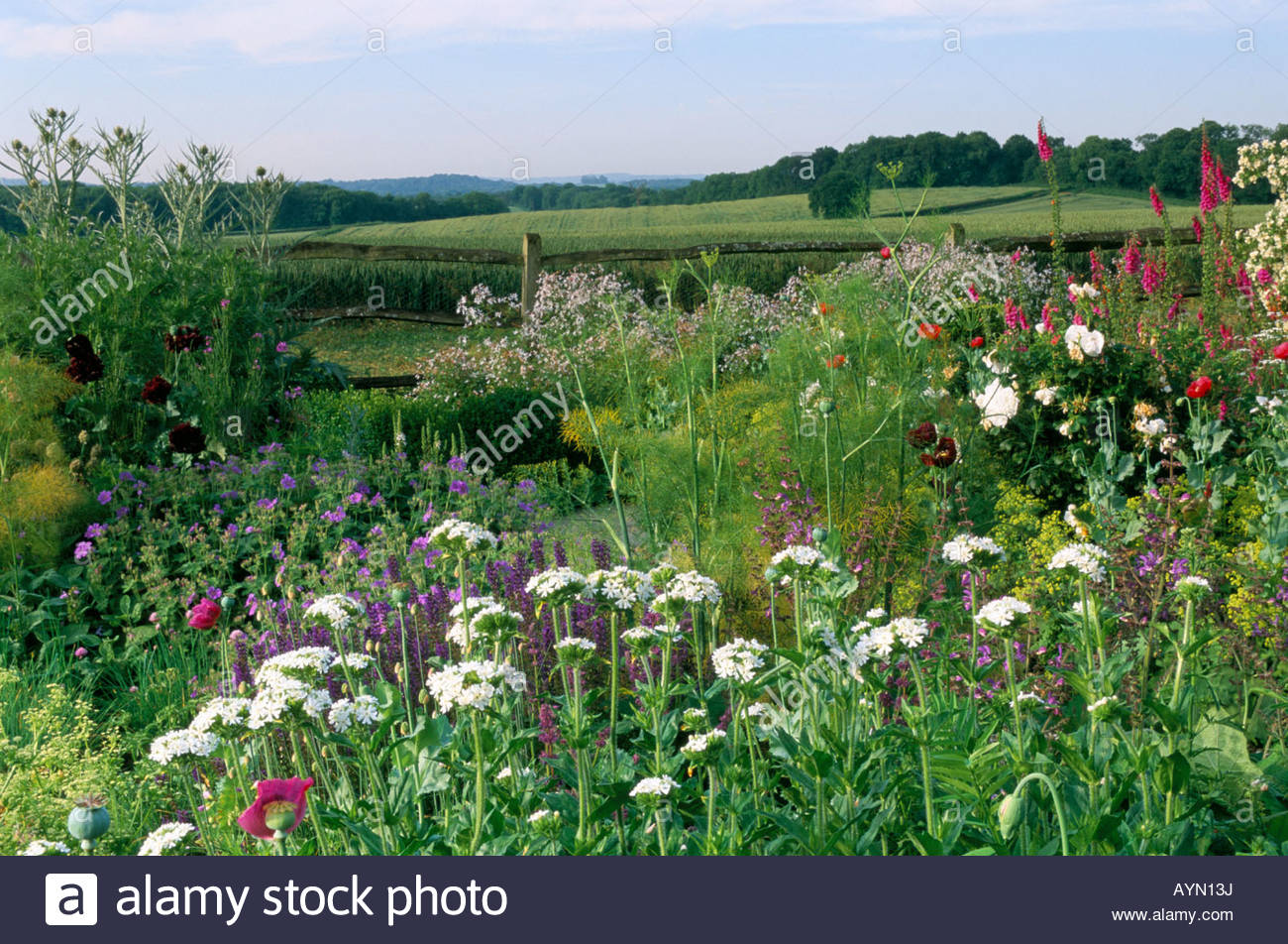 Cardoon Border Stock Photos & Cardoon Border Stock Images - Alamy