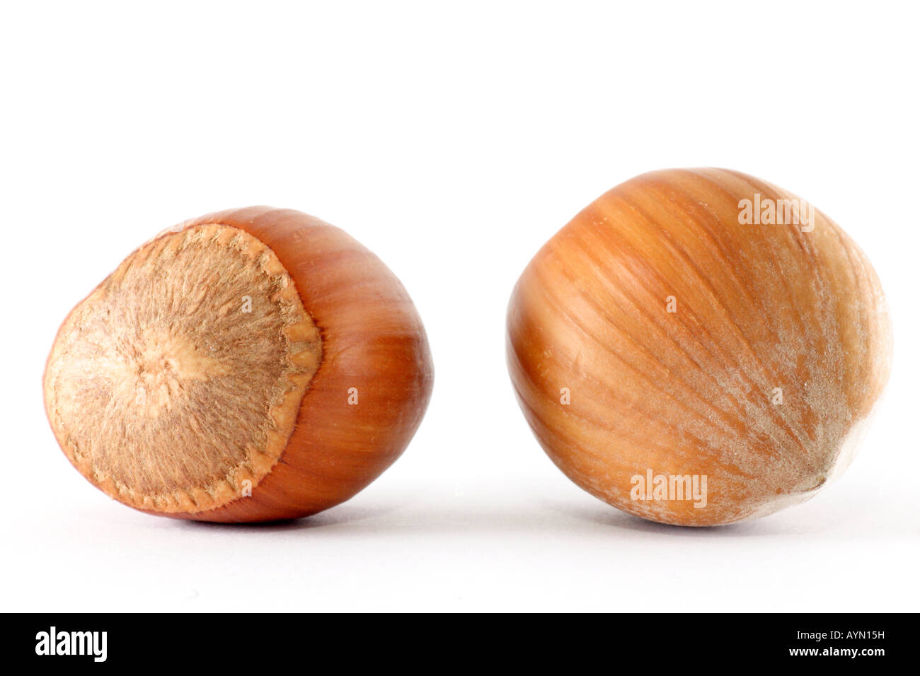 hasel nut isolated on white background,macro Stock Photo - Alamy