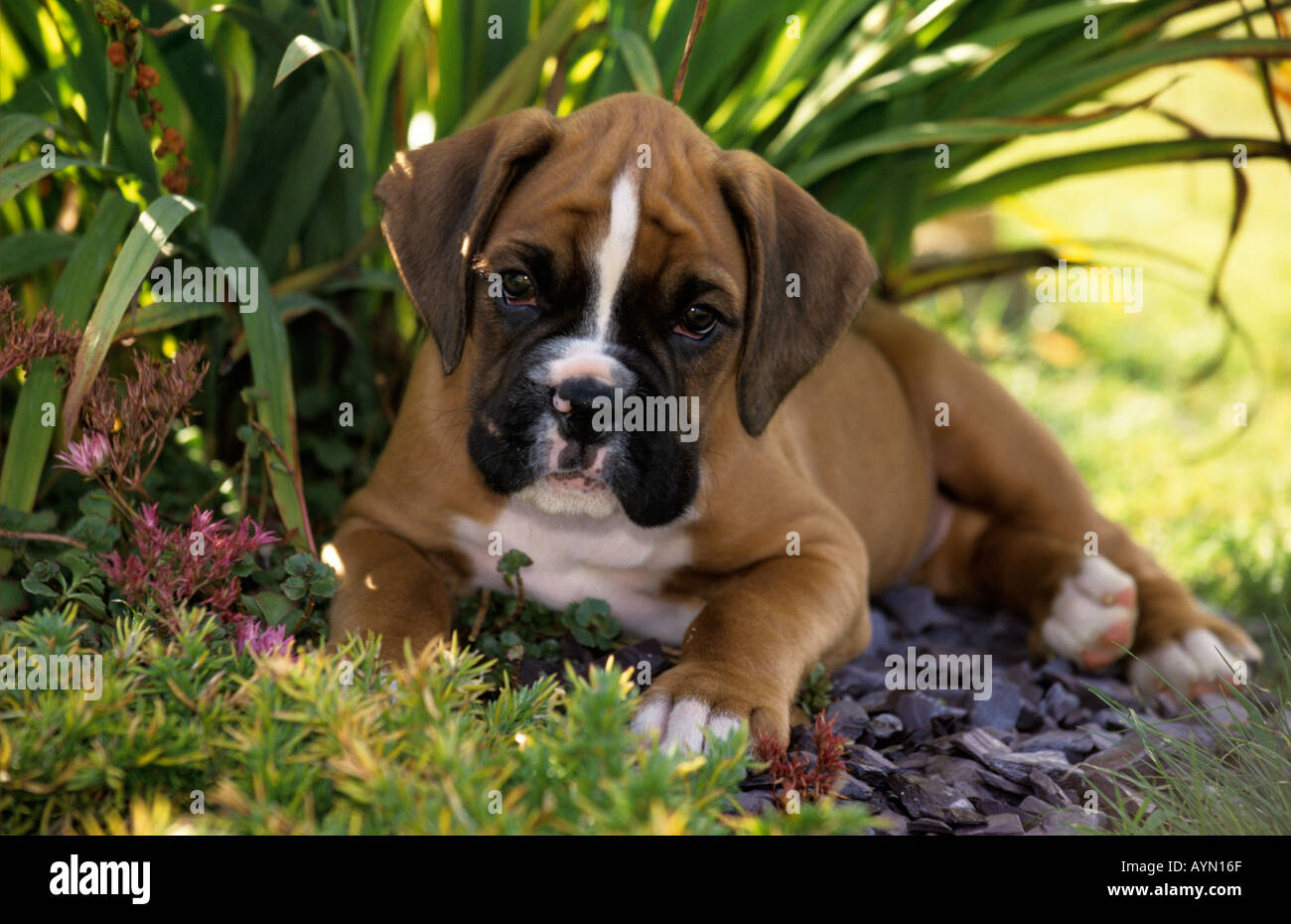 portrait of cute boxer puppy lying down under bush in garden Stock ...
