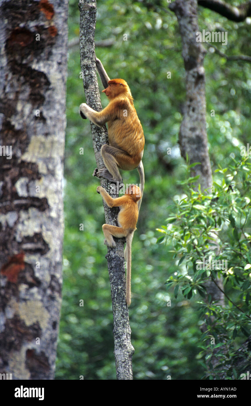 Baby proboscis monkey following its mother on a climb up a tree trunk ...
