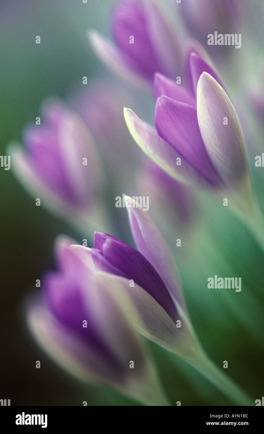 Purple and white crocus patch in english cottage garden Stock Photo - Alamy