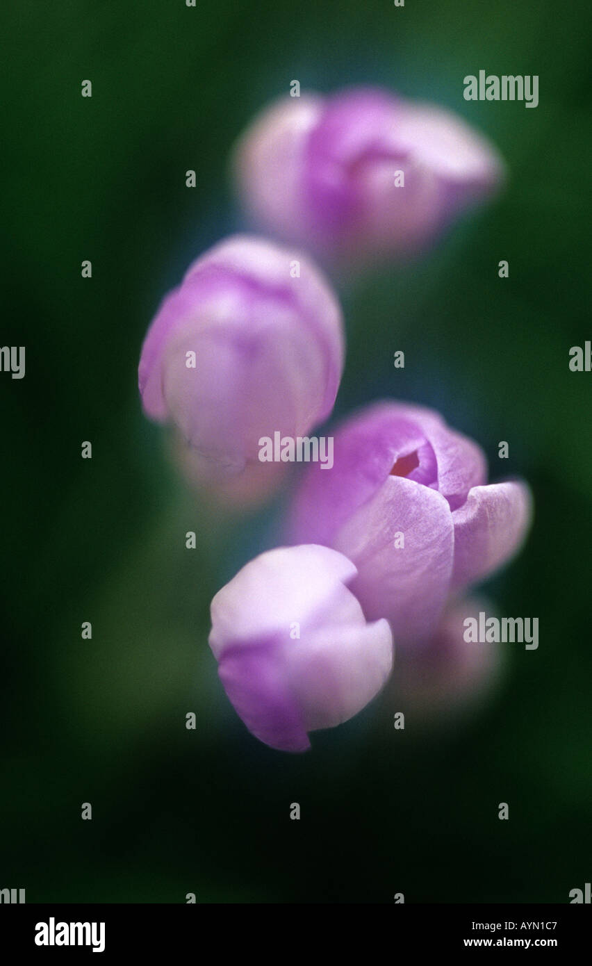 Pink and white spring crocus buds photographed from above Stock Photo ...
