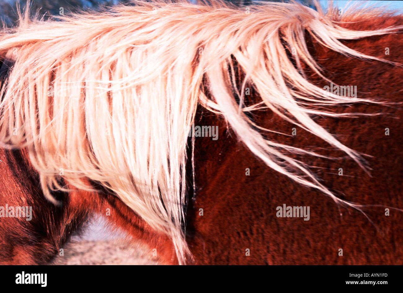 Horse Mane 1 Stock Photo - Alamy