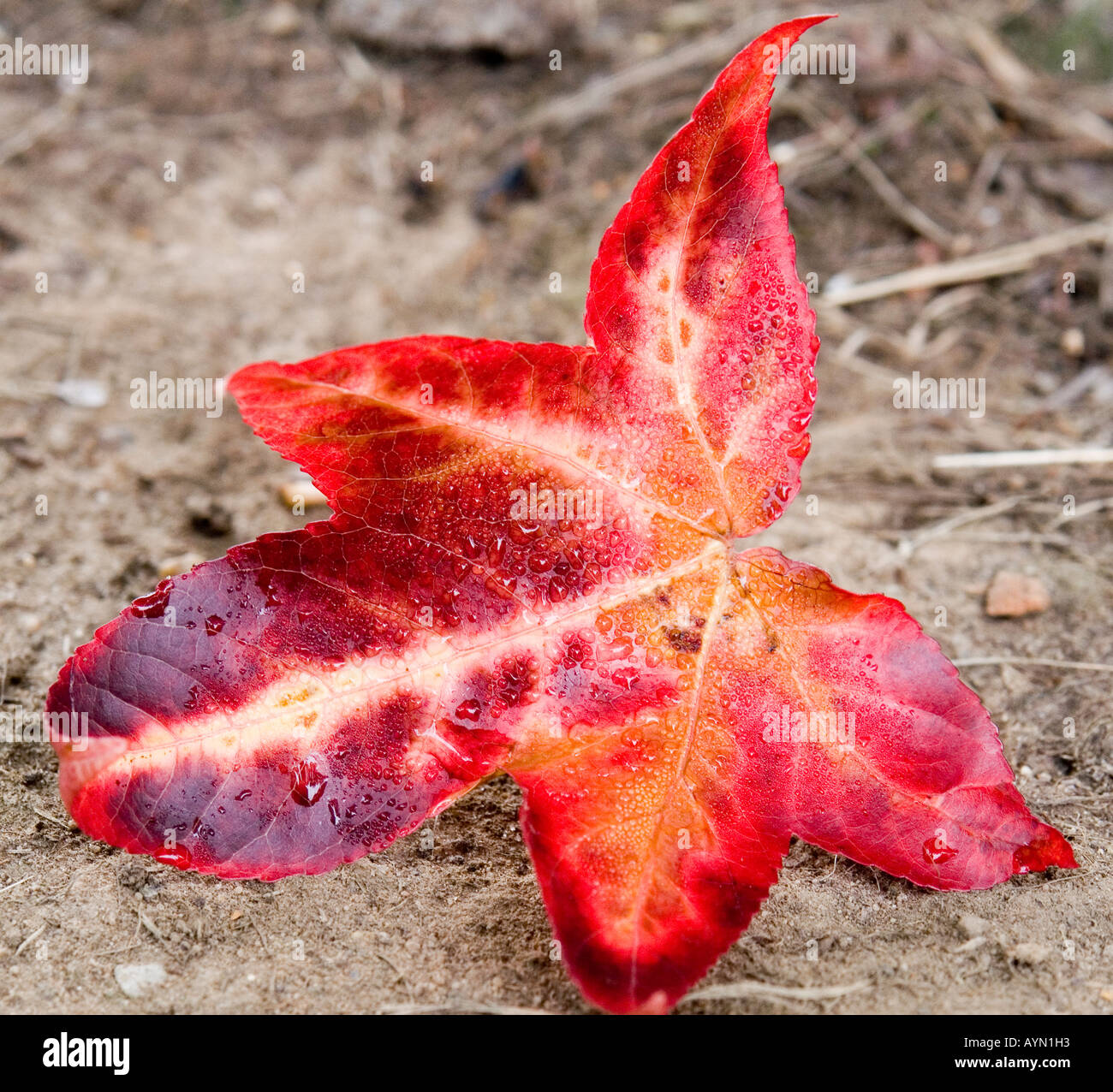 Fallen red sweet gum tree leaf Liqidambar styraciflua Stock Photo - Alamy