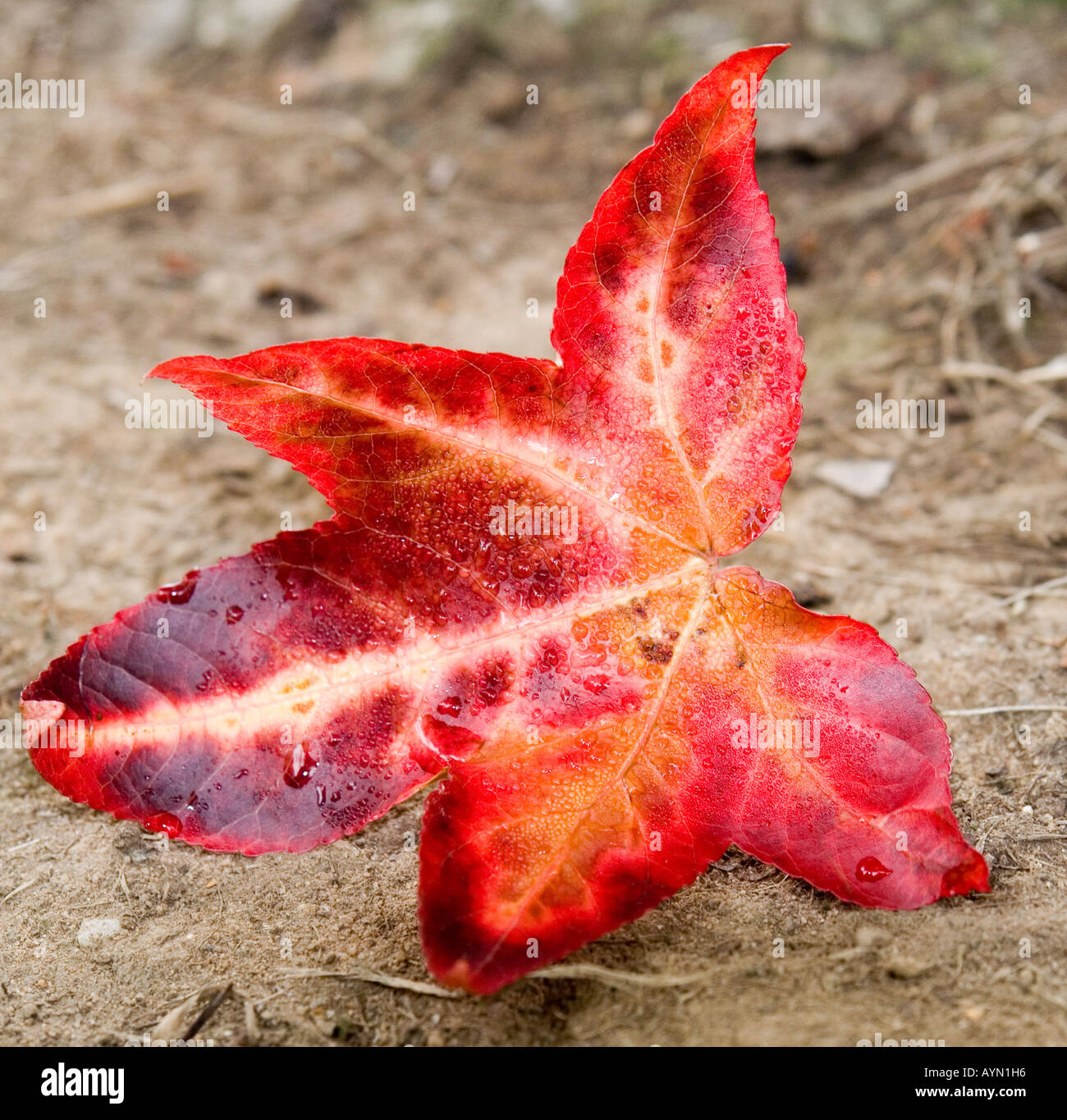 Fallen red sweet gum tree leaf Liqidambar styraciflua Stock Photo - Alamy