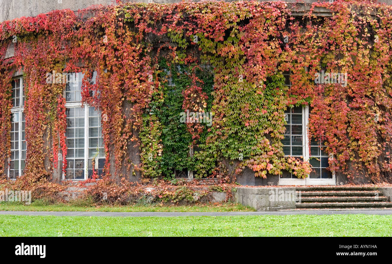 Virginia creeper turning red in autumn Parthenocissus quinquefolia ...