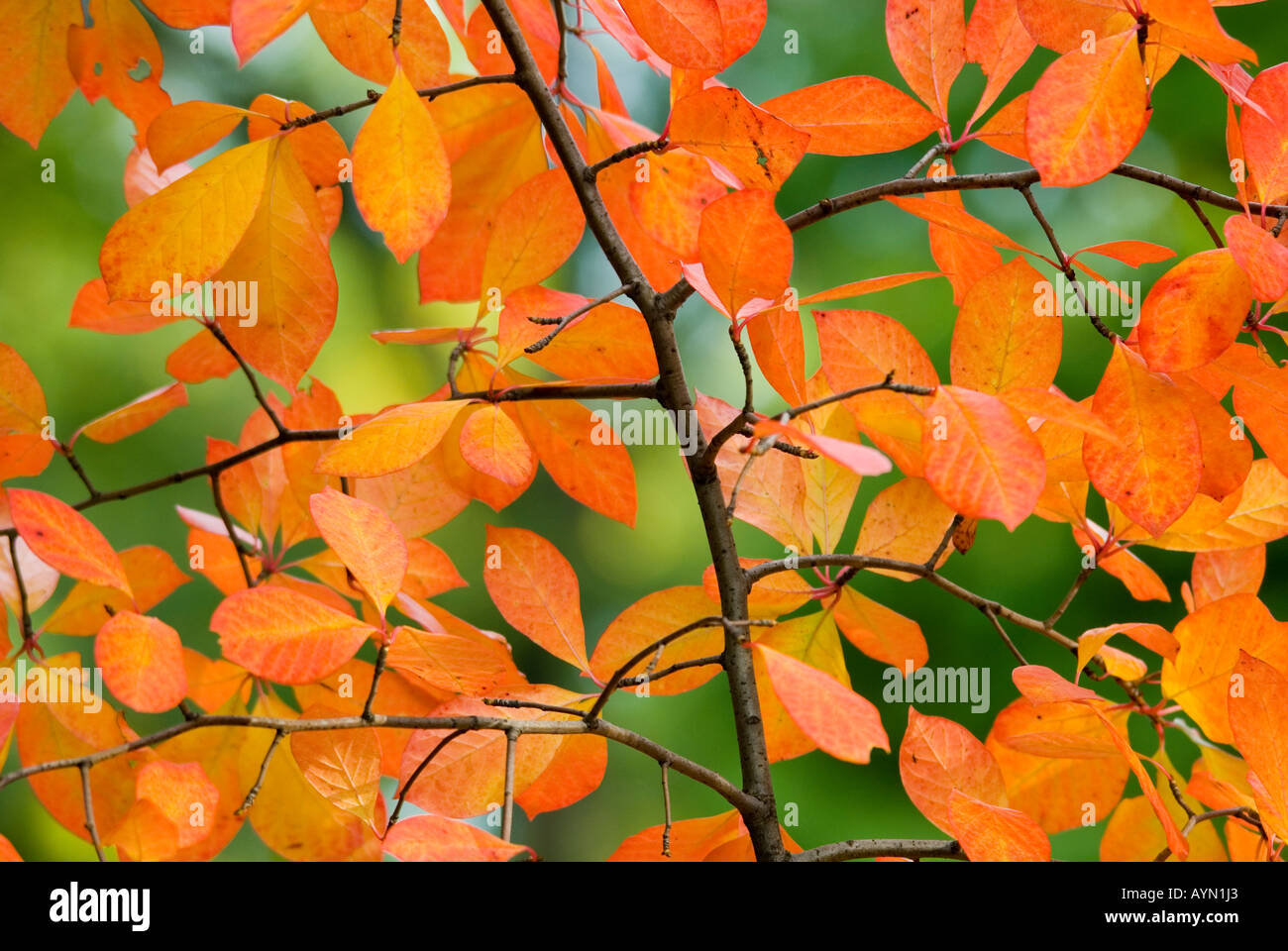 Autumnal leaves turning red Stock Photo - Alamy