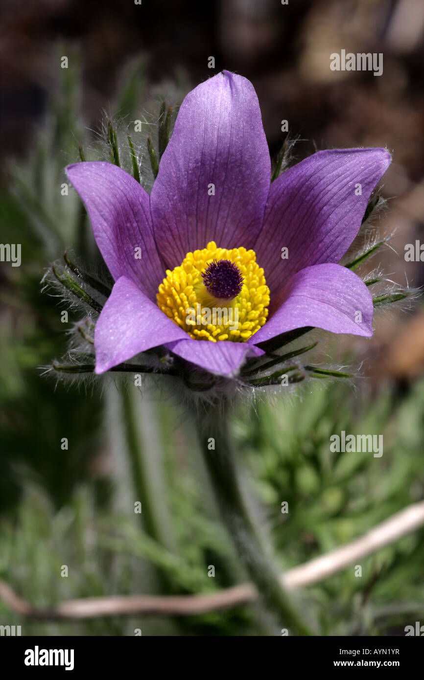COMMON PASQUE FLOWER (Pulsatilla vulgaris Stock Photo - Alamy