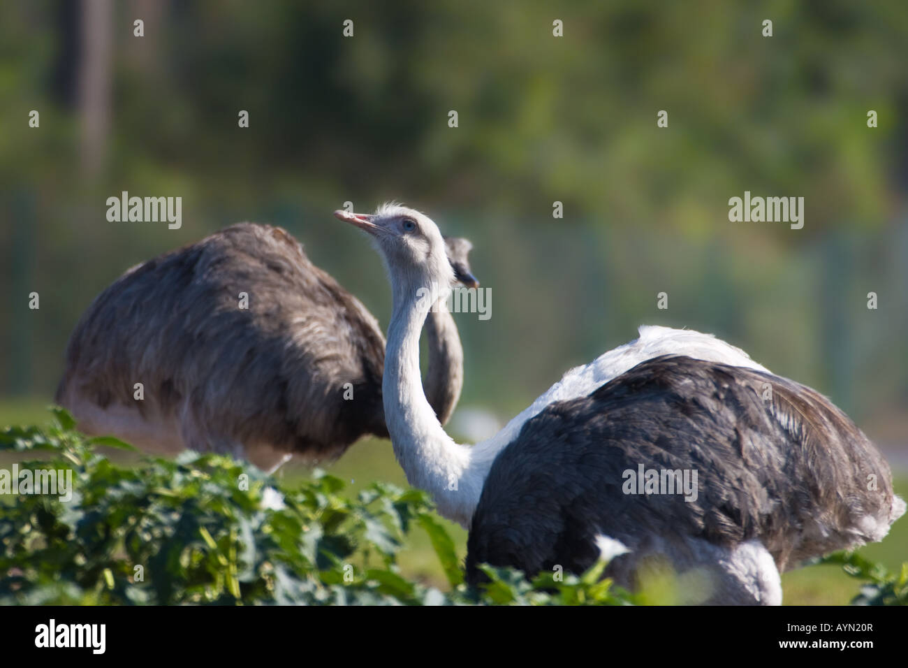 American Rhea - Rhea americana Stock Photo - Alamy