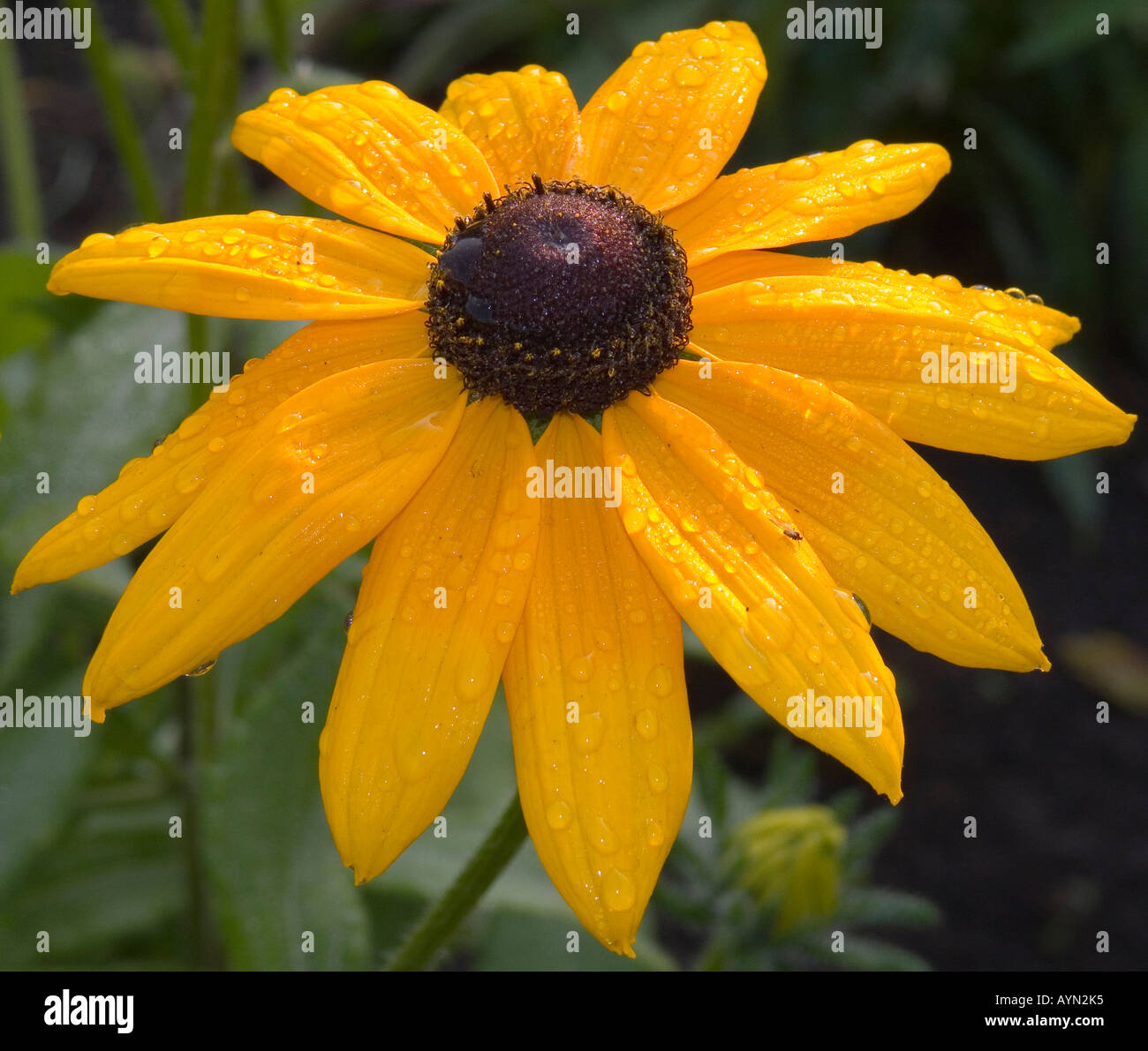Yellow rudbeckia flower Rudbeckia bicolor Stock Photo - Alamy