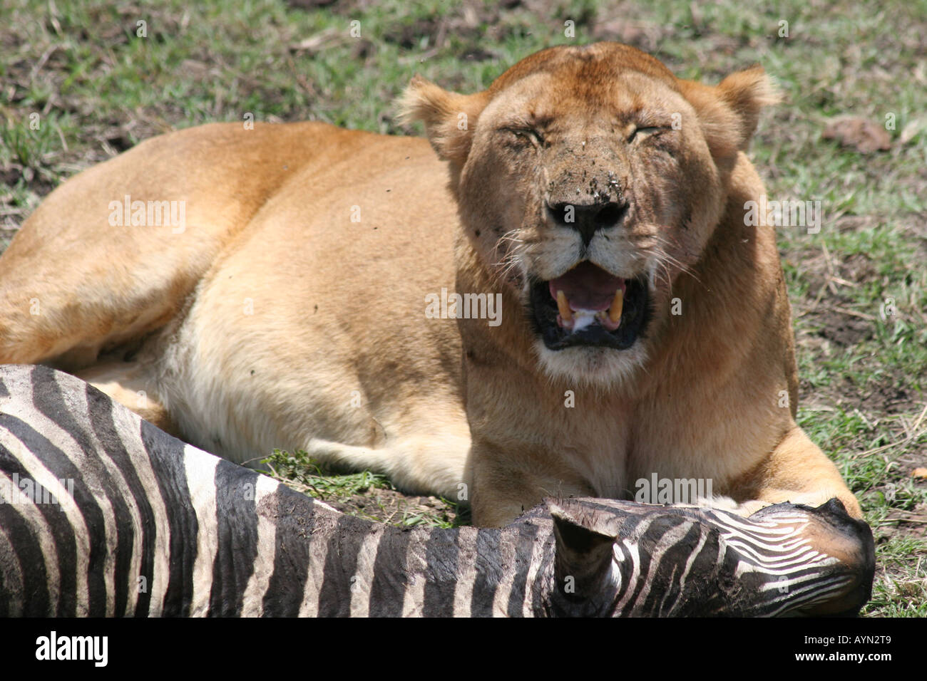 LIONESS WITH ZEBRA KILL Stock Photo - Alamy