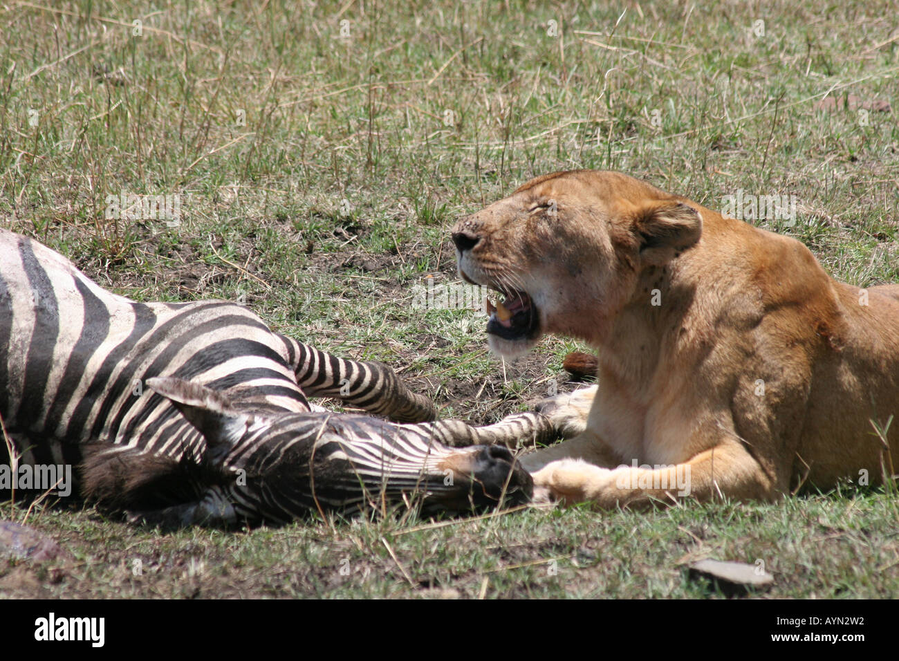 LIONESS WITH ZEBRA KILL Stock Photo - Alamy